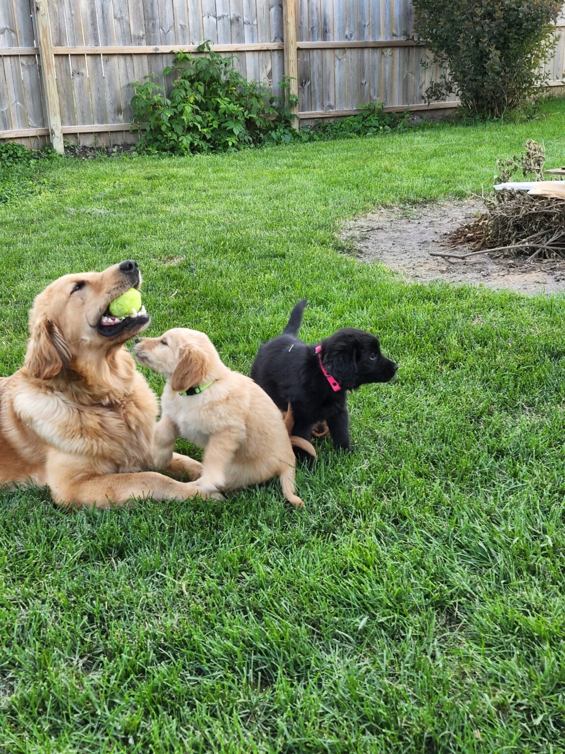 Recovery Room Dogs – The Charlie Project Dog Rescue