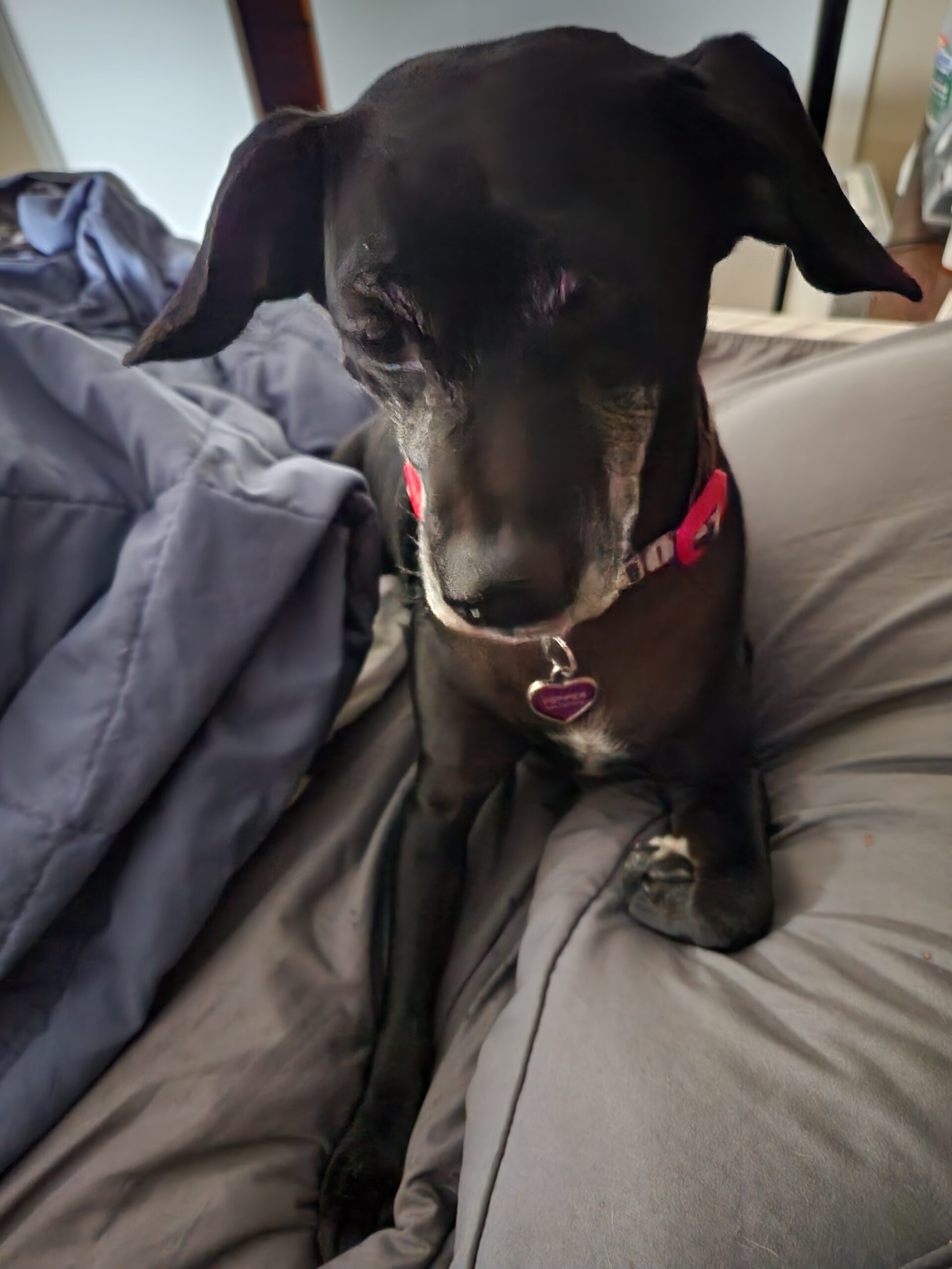 Surrender Your Pet – The Charlie Project Dog Rescue