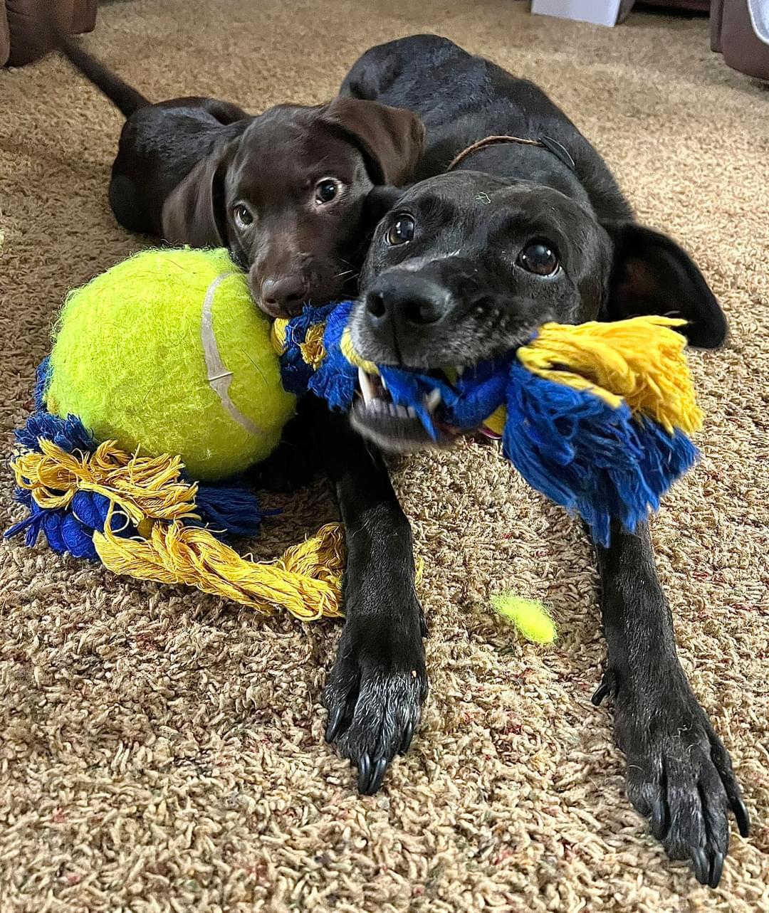 Local Resources – The Charlie Project Dog Rescue