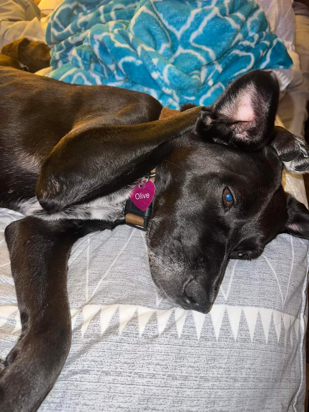 Forever Foster Dogs – The Charlie Project Dog Rescue