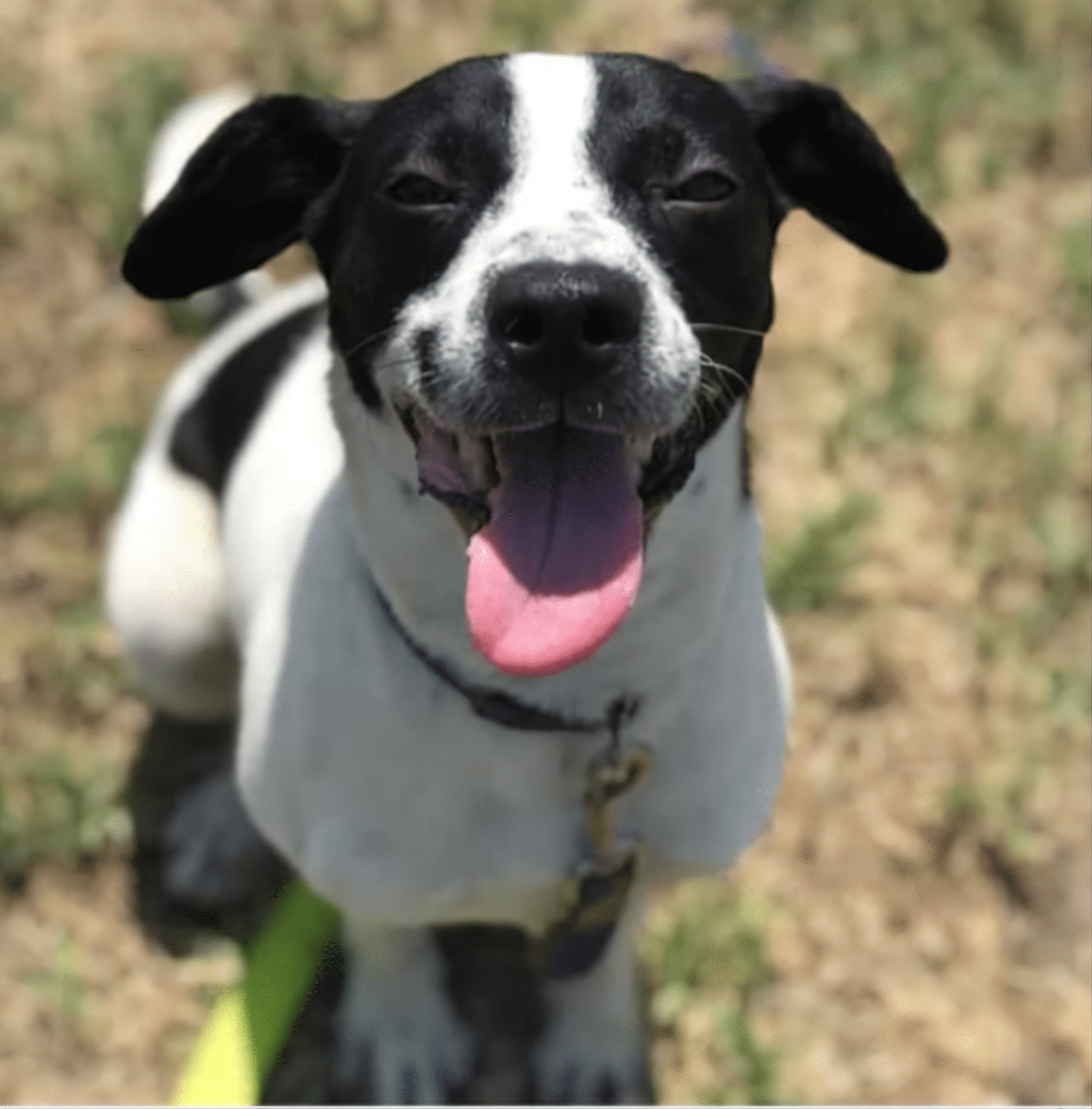 Adoption Process – The Charlie Project Dog Rescue