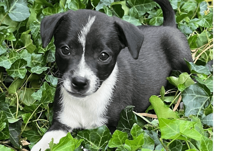 The Charlie Project Dog Rescue – Rescue Your Rescue