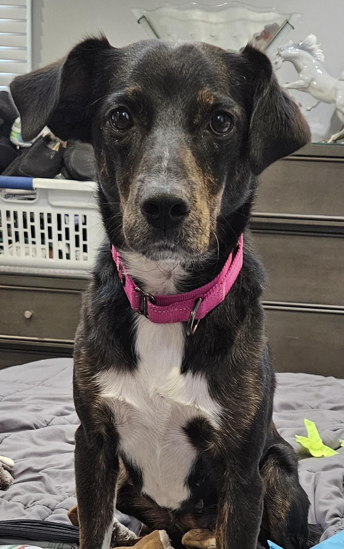 Ruby – The Charlie Project Dog Rescue