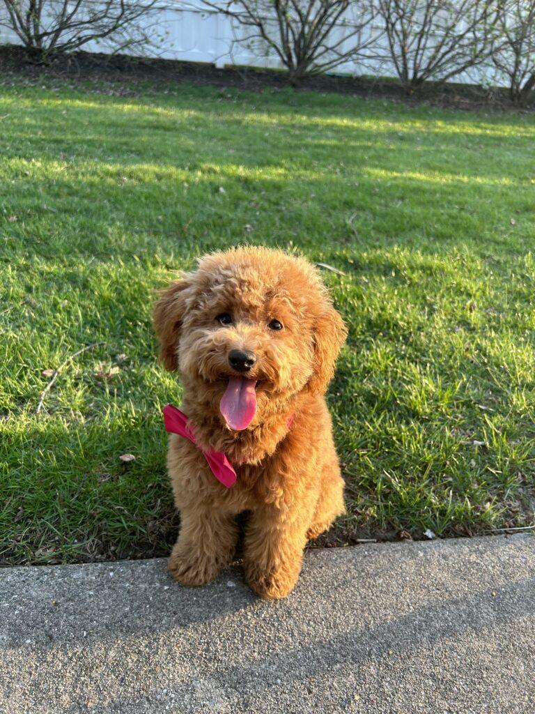 The Charlie Project Dog Rescue – Rescue Your Rescue