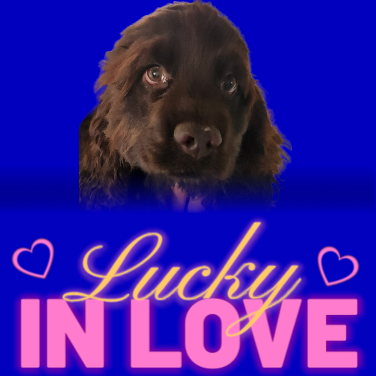 Available Dogs – The Charlie Project Dog Rescue