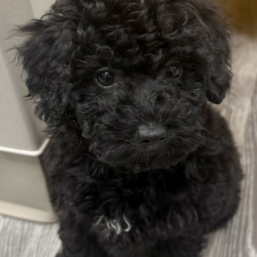 #3 – The Charlie Project Dog Rescue