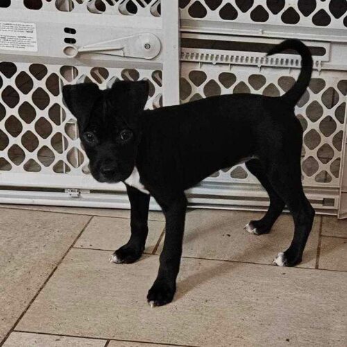 Available Dogs – The Charlie Project Dog Rescue