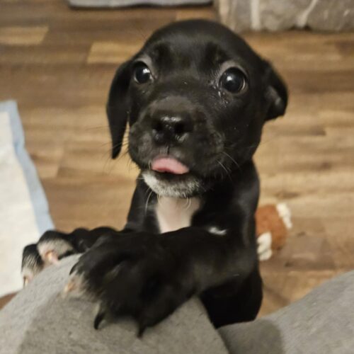 Available Dogs – The Charlie Project Dog Rescue