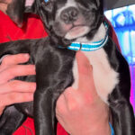 Available Dogs – The Charlie Project Dog Rescue