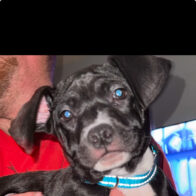 Available Dogs – The Charlie Project Dog Rescue