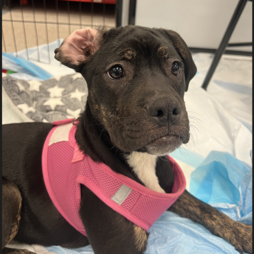 Available Dogs – The Charlie Project Dog Rescue