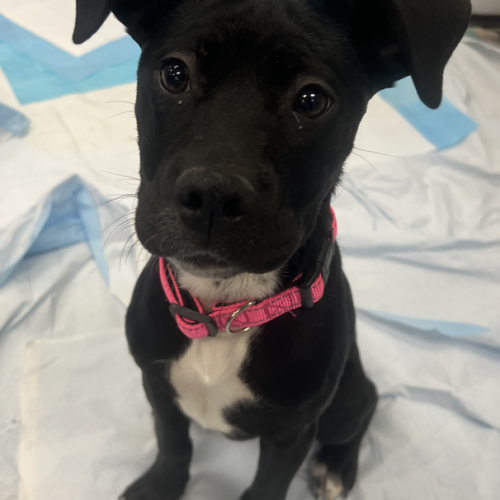 Available Dogs – The Charlie Project Dog Rescue