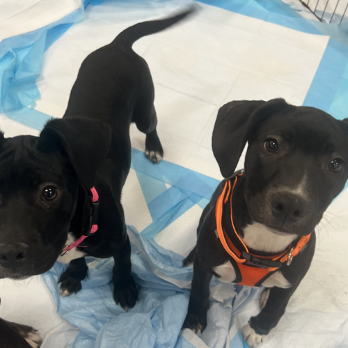 Available Dogs – The Charlie Project Dog Rescue