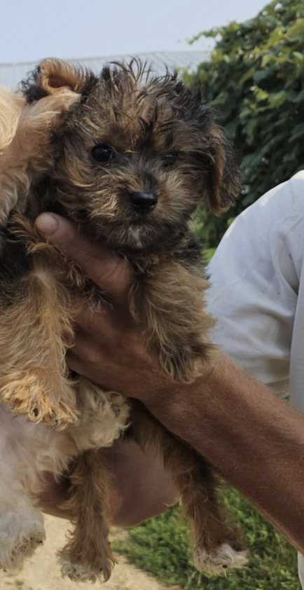 #123 Rachel (Pippen)- not accepting applications – The Charlie Project ...